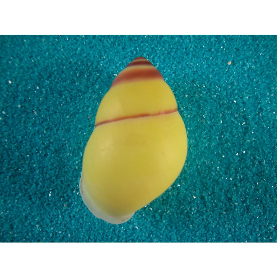 ナンバンマイマイ科 和名未定Amphidromus webbi : 貝殻ストア - 通販 - Yahoo!ショッピング