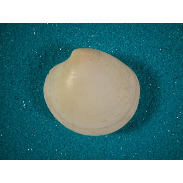 家具、インテリア サイズ交換対象外 ローベッド 大型ベッド ALBOL ローベッド アルボル フロアベッド マルチラススーパースプリング ...