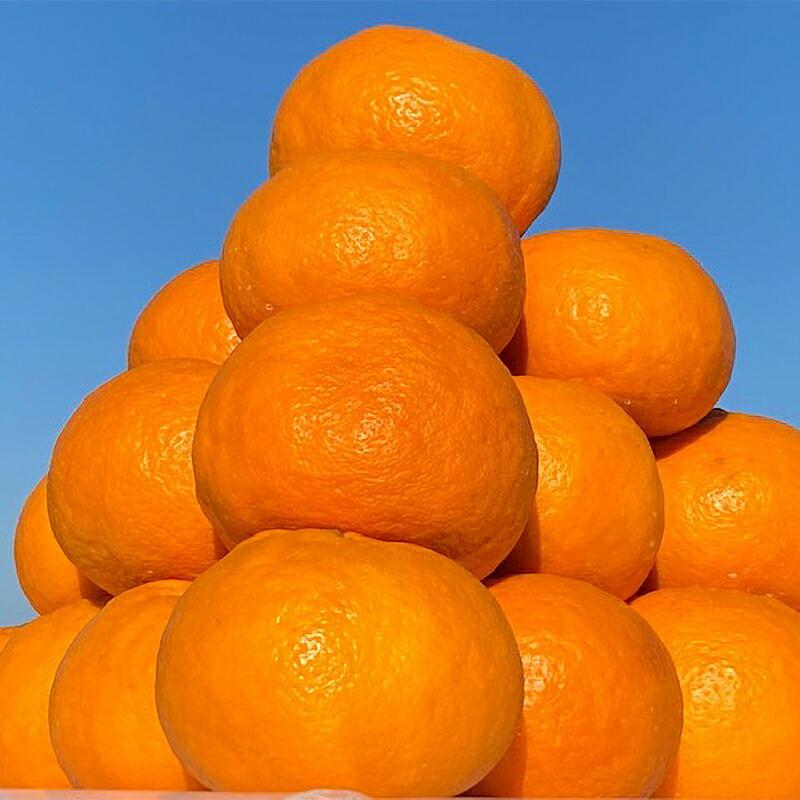 はれひめ 2S〜L ・4.5kg 太良・山本農園 : SAGAマルシェYahoo!ショップ - 通販 - Yahoo!ショッピング