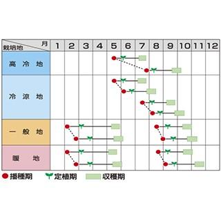 レタスの種 インターセプト ペレット5千粒 ( 野菜の種 ) : 2118017 : 菜園くらぶ Yahoo!店 - 通販 - Yahoo ...