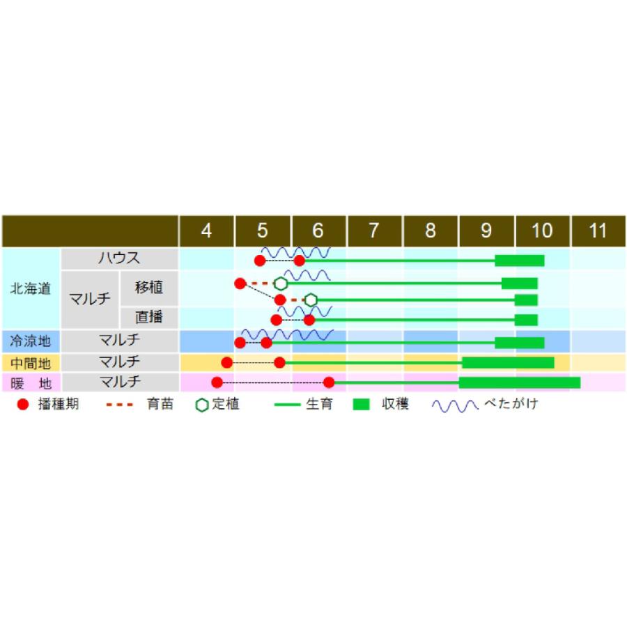 落花生の種 おおまさり 1L : 2121925 : 菜園くらぶ Yahoo!店 - 通販 - Yahoo!ショッピング
