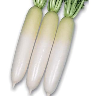 ダイコンの種 YR夏かなで コート5千粒 : 2142036 : 菜園くらぶ Yahoo!店 - 通販 - Yahoo!ショッピング