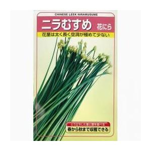 ニラの種 花ニラニラむすめ 小袋 約3ml ( 野菜の種 ) : 5160310 : 菜園くらぶ Yahoo!店 - 通販 - Yahoo ...