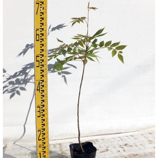 苗木 ナナカマド 12cmポット : 菜園くらぶ Yahoo!店 - 通販 - Yahoo!ショッピング