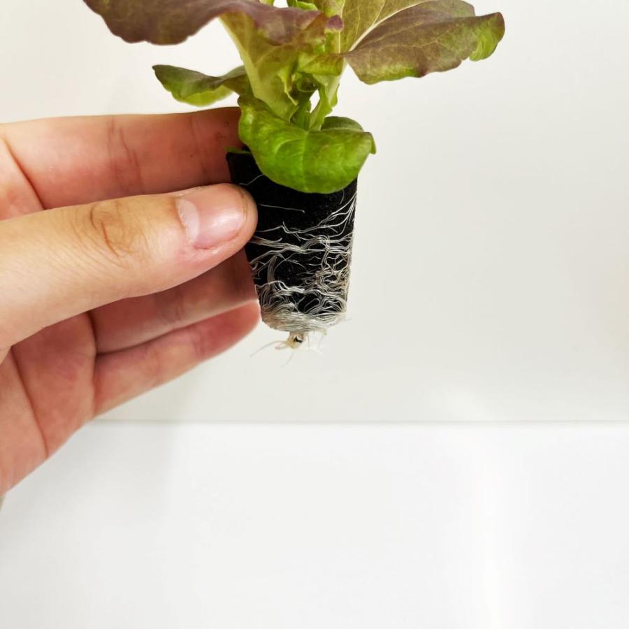 赤サンチュ 水耕栽培 苗 1株 :NA-WS3-021:おうち菜園Yahoo!店 - 通販 - Yahoo!ショッピング