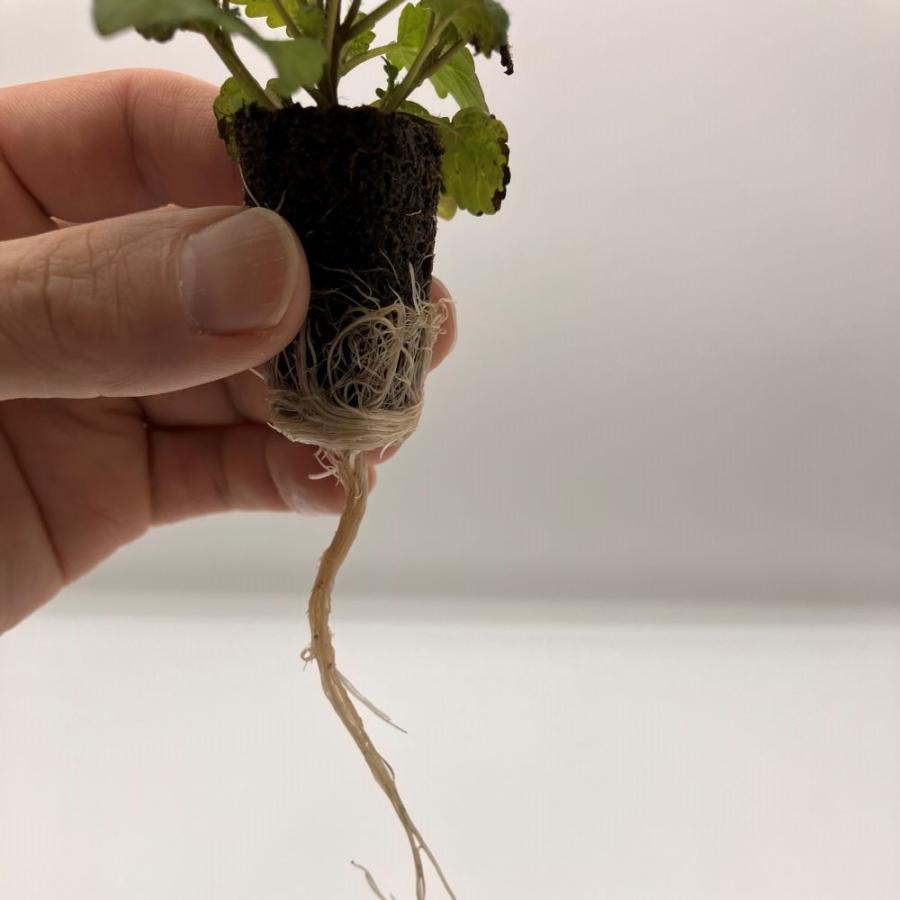 レモンバーム 水耕栽培 苗 1株 :NA-WS3-032:おうち菜園Yahoo!店 - 通販 - Yahoo!ショッピング