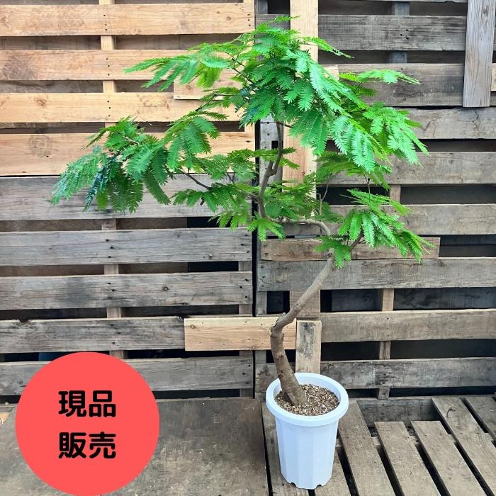 ★新品現品★大型観葉 クネクネ エバーフレッシュ 8号サイズ 000585 : 観葉植物の専門店 彩植健美 - 通販 - Yahoo!ショッピング