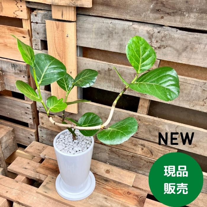 観葉植物 【現品 】おススメ！ くねくねシーグレープ （別名；ハマベブドウ） 000800 : 観葉植物の専門店 彩植健美 - 通販 - Yahoo!ショッピング