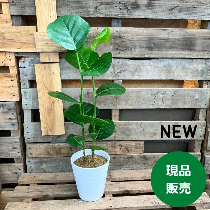 観葉植物 【現品 】おススメ！ シーグレープ （別名；ハマベブドウ） 000873 : 観葉植物の専門店 彩植健美 - 通販 - Yahoo!ショッピング