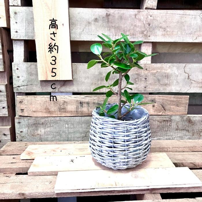 観葉植物 【現品】パンダガジュマル おしゃれなボールバスケット入り 001010 ミニ観葉 : 観葉植物の専門店 彩植健美 - 通販 - Yahoo!ショッピング