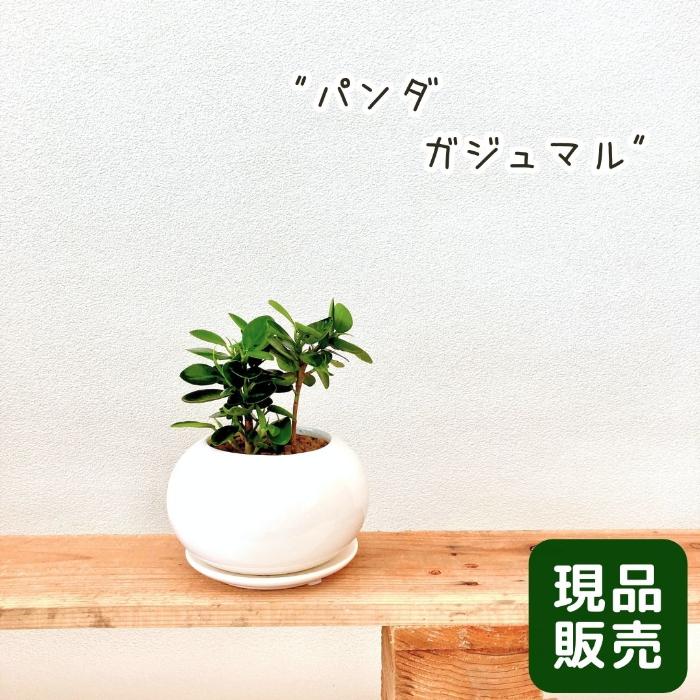 観葉植物 【現品】パンダガジュマル おしゃれなボール型陶器鉢入り 001122ミニ観葉 : 観葉植物の専門店 彩植健美 - 通販 ...