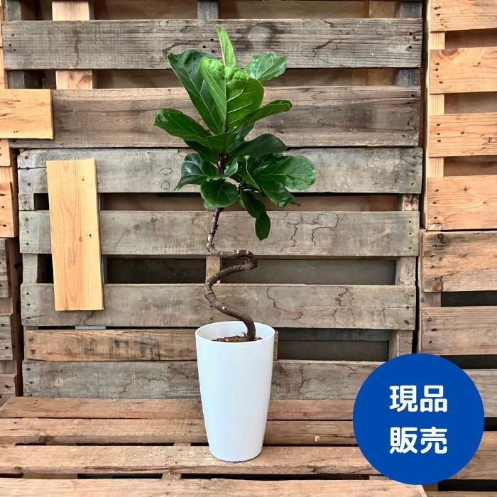 観葉植物 【現品】 クネクネ フィカス・リラータ・バンビーノ 新品 001204 : 観葉植物の専門店 彩植健美 - 通販 - Yahoo ...