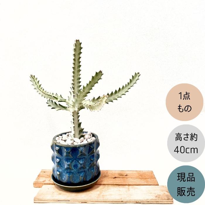 観葉植物 本物 【1点もの】★現品・新品★ ユーフォルビア ホワイトゴースト お洒落な陶器鉢入り 001363 : 観葉植物の専門店 彩植健美 ...