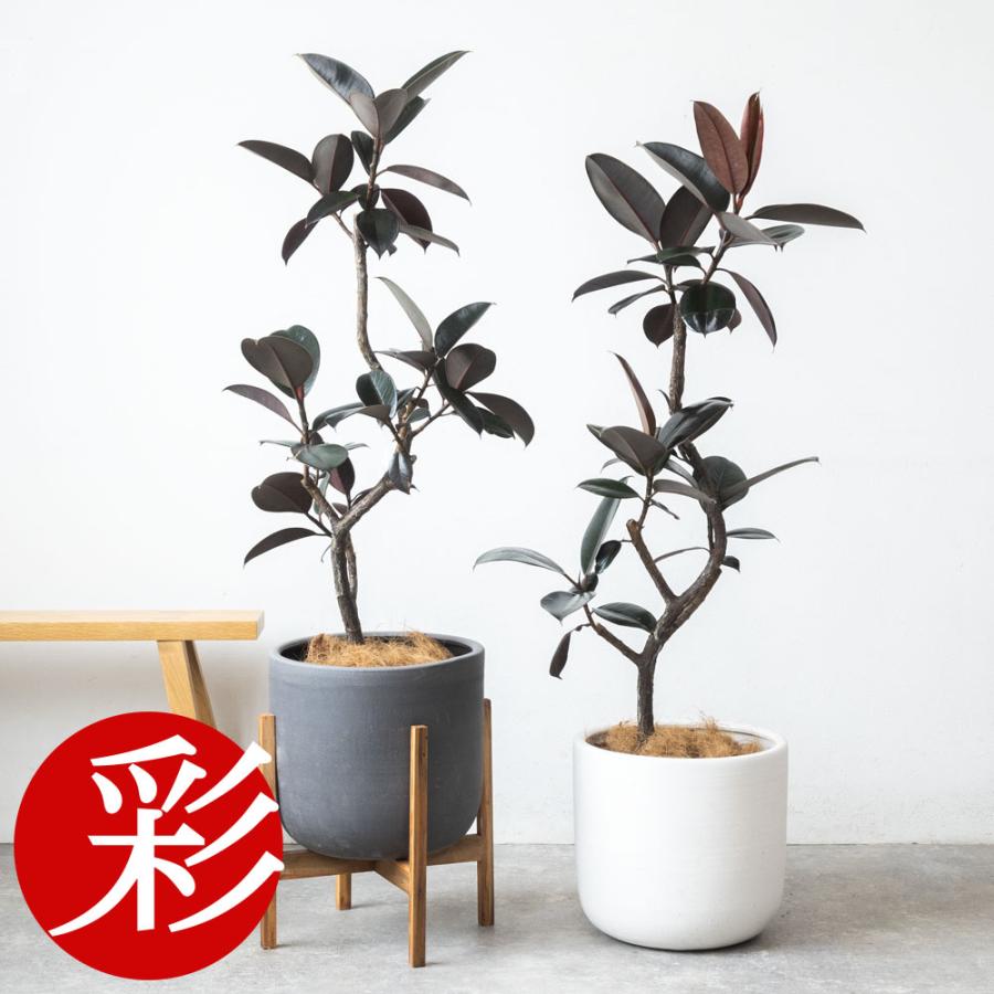 観葉植物 本物 ゴムの木 フィカス・バーガンディ 7号鉢 陶器ポット (ルーケト) 鉢カバー付き 曲がり樹形 ユーポット入り 室内用 インテリア : 観葉植物の専門店 彩植健美 - 通販 ...