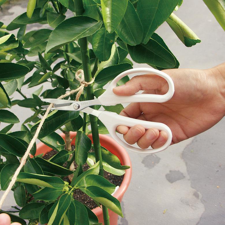 アルス 園芸 クラフトチョキ ホワイト EG-330H-W 農作業 家庭菜園 観葉植物 フラワーアレンジメント 花屋 おすすめ 園芸用ハサミ : 4965280672803 : 堺の刃物屋さん ...