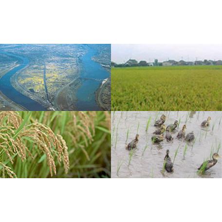 千代菊 純米酒 旨辛口 1.8L 1ケース6本入り 岐阜県 地酒 日本酒 清酒 まとめ買い 買い置き ケース買い 送料無料 北海道 沖縄は送料1000円 クール便は800円加算 : サカツ ...