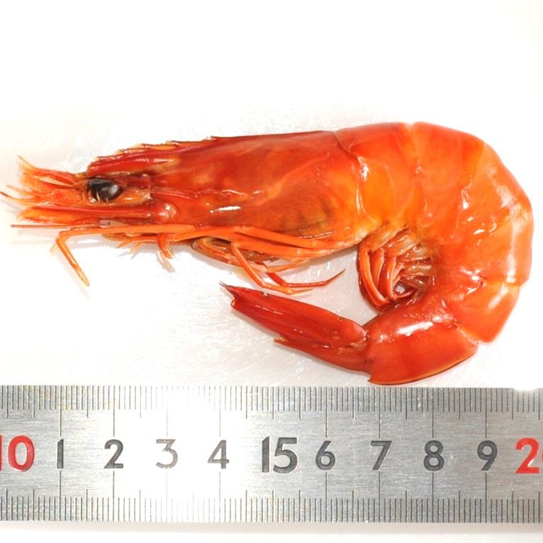 海老旨煮2L（ブラックタイガーえび15尾/450g）X2パックおせち 業務用 仕入れ : 酒の肴や - 通販 - Yahoo!ショッピング