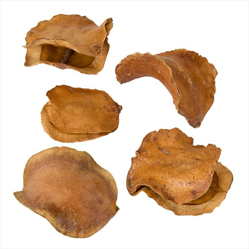 ジャカランダポッド ナチュラル de018853-zzz ナチュラル【東京堂】 : サンエイクラフトONLINE - 通販 - Yahoo!ショッピング