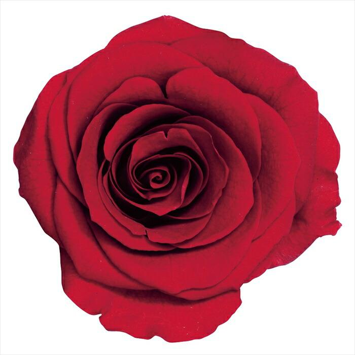 ローズ・かのん・M クイーンレッド do005202-331 ローズ バラ【東京堂】 : サンエイクラフトONLINE - 通販 - Yahoo!ショッピング