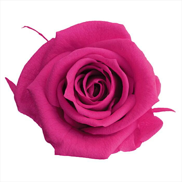 ベイビーローズ フューシャピンク fl000050-058 ローズ バラ【東京堂】 : サンエイクラフトONLINE - 通販 - Yahoo!ショッピング