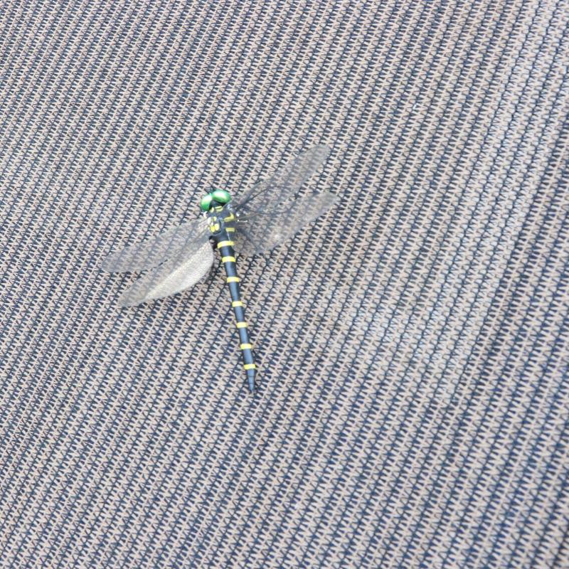 鬼ヤンマ HDL-3440 2個セット 虫よけ オニヤンマ アウトドア キャンプ 屋外作業 野外活動 蚊 ハチ ハエ 虻 (メール便対象品) : 美サイレントあるふぁ - 通販 - Yahoo ...