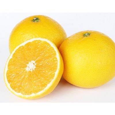 SAWAYA 沢屋 清見ゴールドママレード Sサイズ（125g） : 沢屋公式 Yahoo!ショッピング店 - 通販 - Yahoo!ショッピング