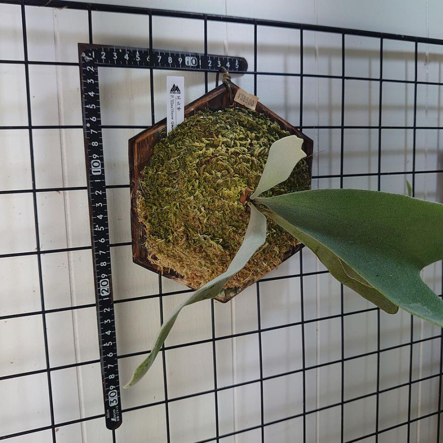 エルサOC PUP P.'Elsa'(Pewchan'Snow Queen F307')OC PUP株 : elsa01 : サイエンスファーム - 通販 - Yahoo!ショッピング