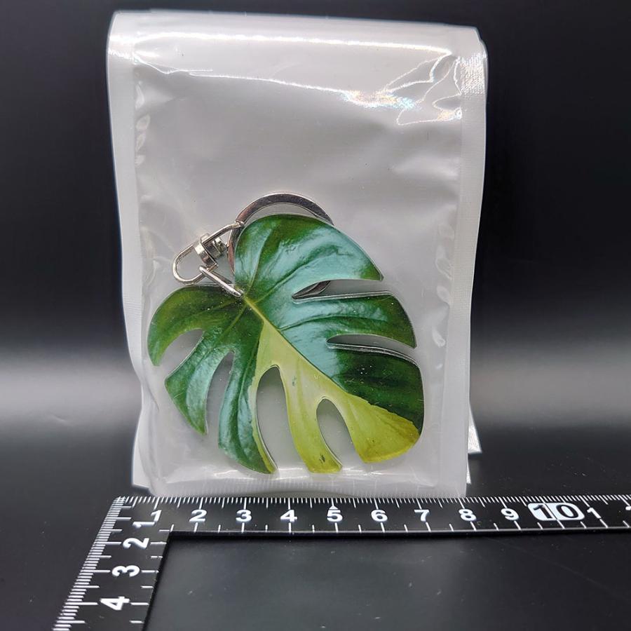 モンステラ グリーン オン グリーン Monstera Deliciosa ‘Green on green’【アロイドキーホルダー ...