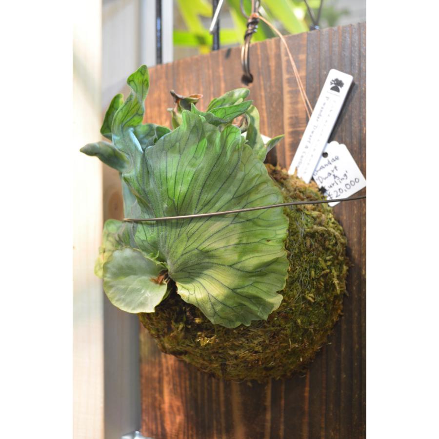 ワンダエ ドワーフ アンド カーリング P.wandae 'Dwarf & Curling' タイ輸入株 一点物 検/ビカクシダ ...