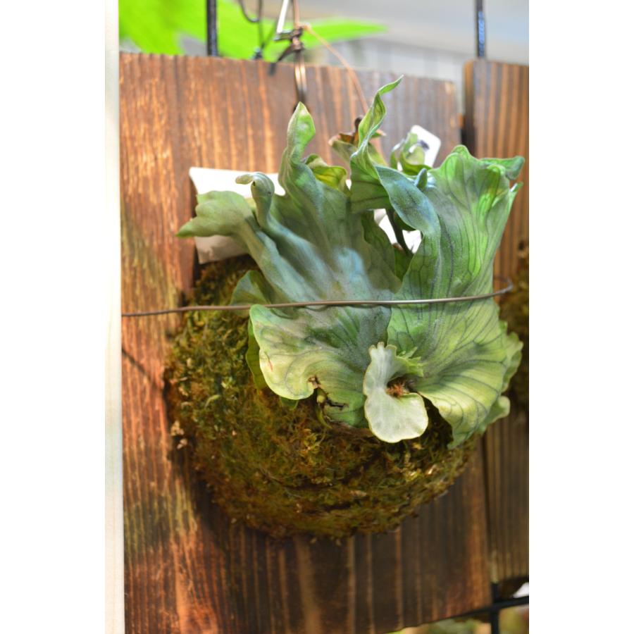 ワンダエ ドワーフ アンド カーリング P.wandae 'Dwarf & Curling' タイ輸入株 一点物 検/ビカクシダ ...