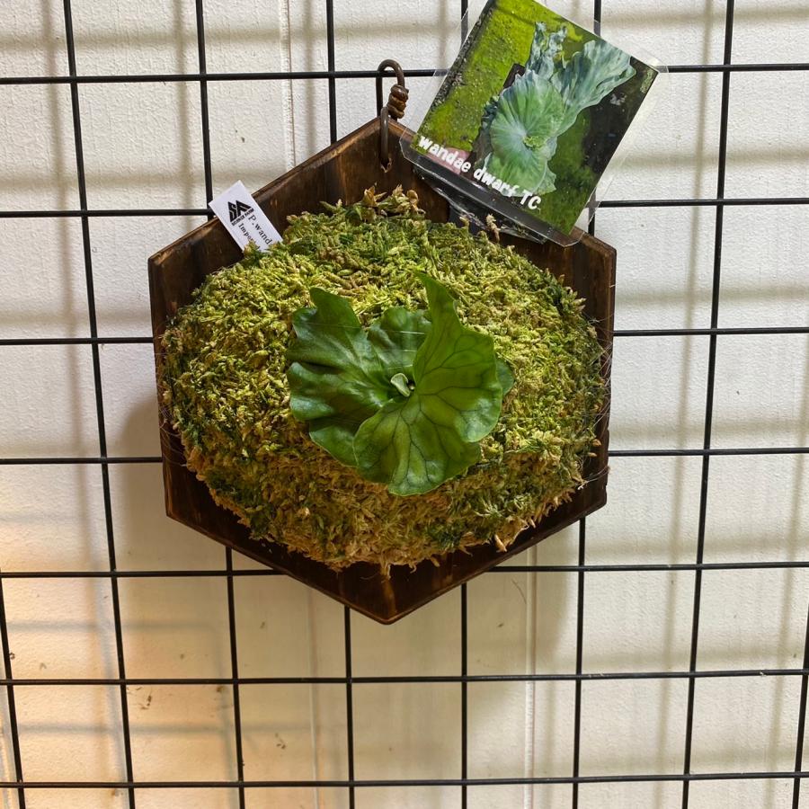 ワンダエ ドワーフ アンド カーリング 3 P.wandae 'Dwarf & Curling' TC台湾輸入株 一点物 検/ビカクシダ ...