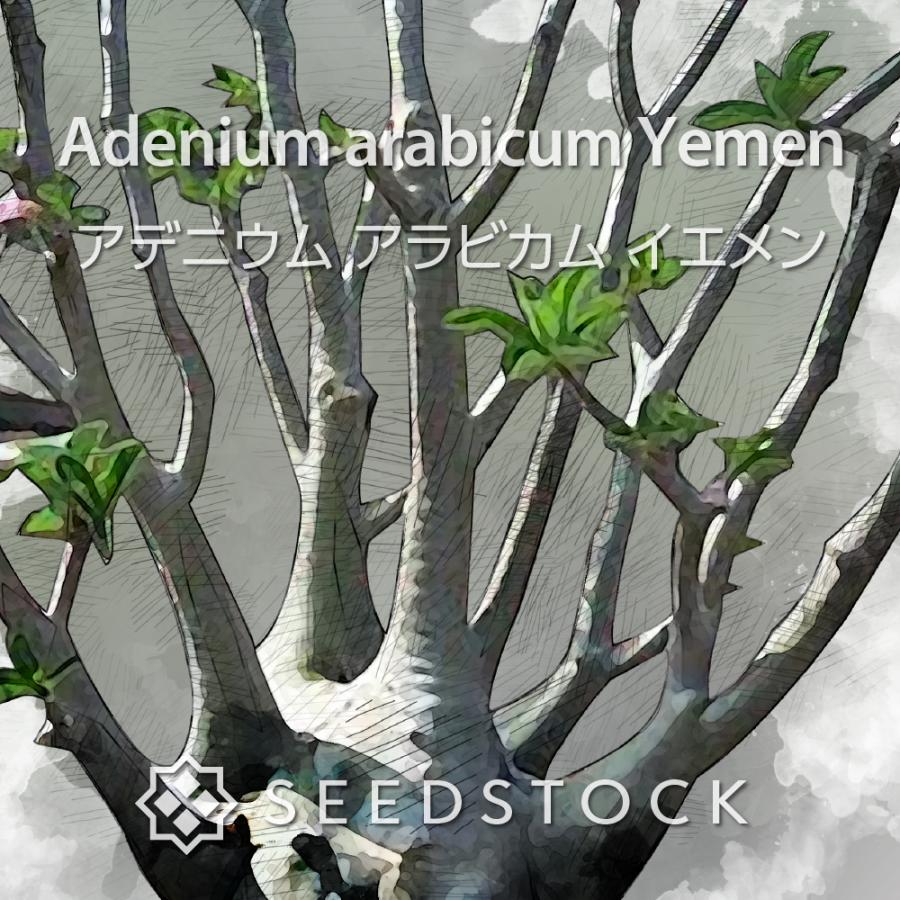 アデニウムの種子 アラビカム イエメン Adenium arabicum Yemen : seed stock ヤフーショップ - 通販 ...