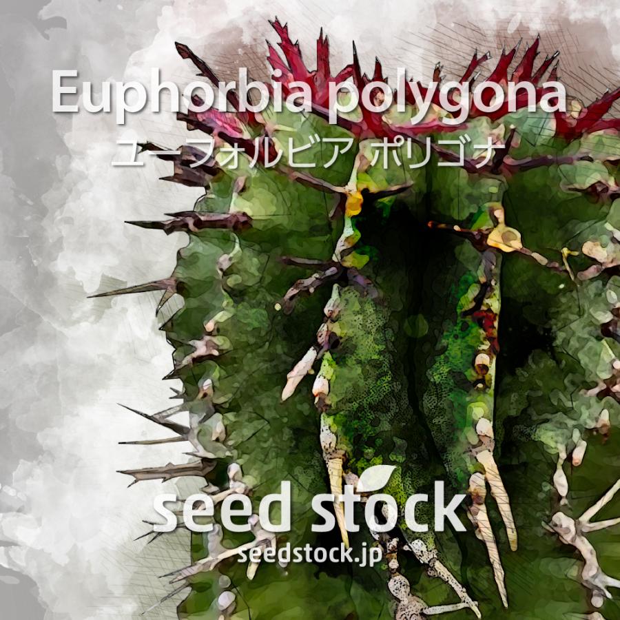 ユーフォルビアの種 ポリゴナ Euphorbia polygona : SEEDSTOCK ヤフーショップ - 通販 - Yahoo!ショッピング