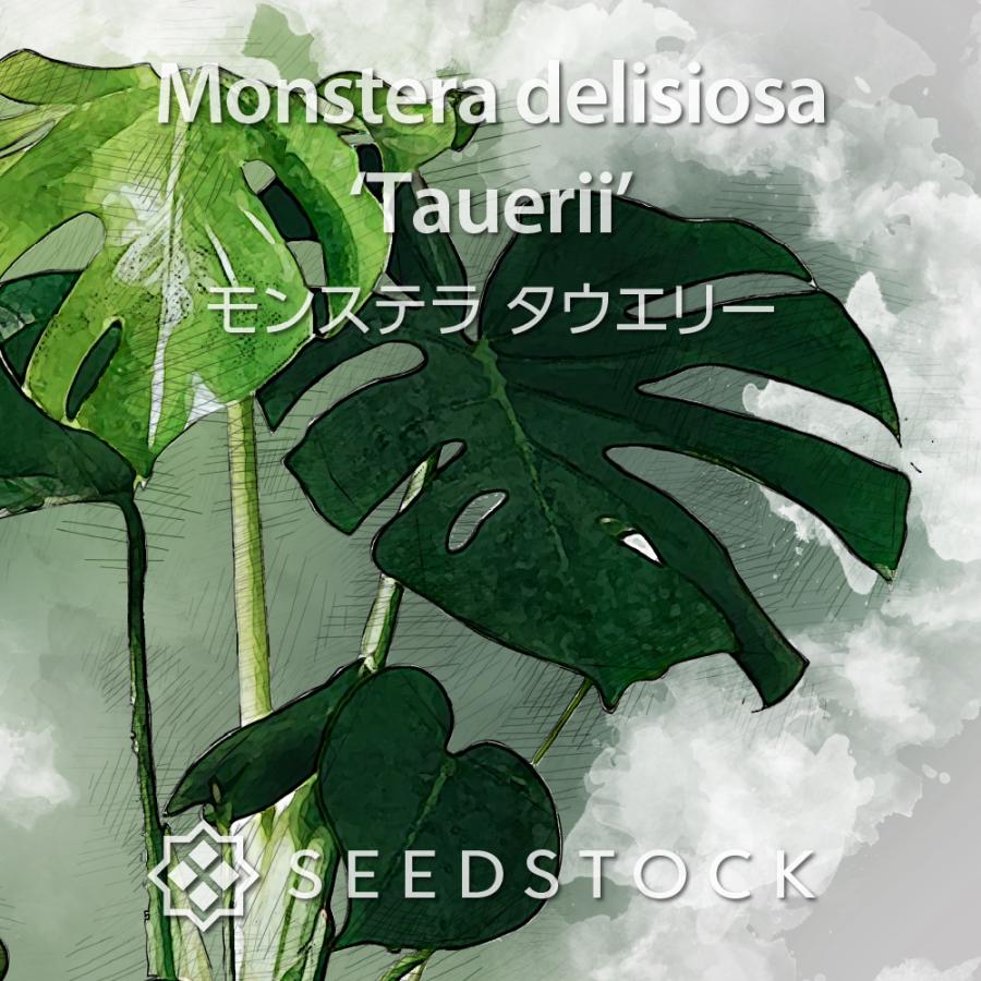 モンステラの種 Monstera deliciosa Tauerii : seed stock ヤフーショップ - 通販 - Yahoo!ショッピング