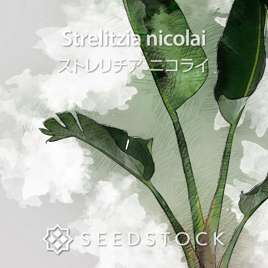 ストレリチアの種 ニコライ オーガスタ Strelitzia nicolai : seed stock ヤフーショップ - 通販 - Yahoo!ショッピング