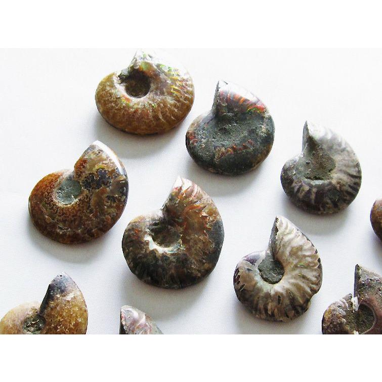 虹入り アンモナイト 化石 t570-4709 : 誠安天然石専門店 - 通販 - Yahoo!ショッピング