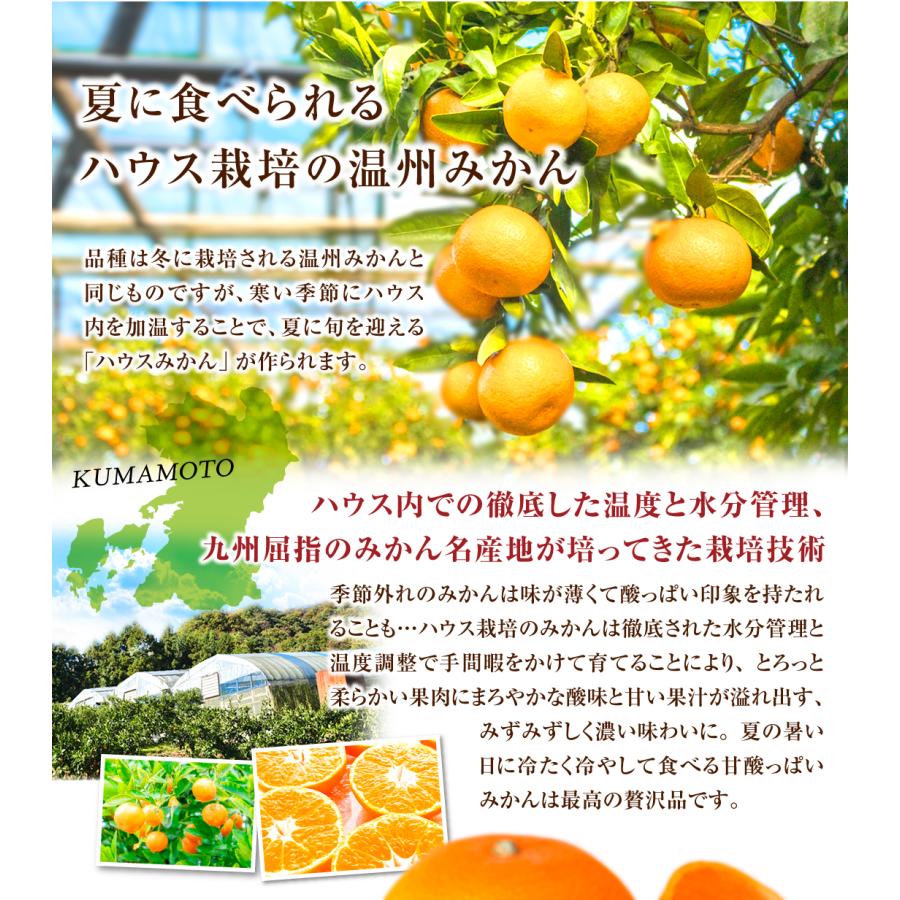 みかん 1kg 熊本産 ハウスみかん ご家庭用 温州 蜜柑 柑橘 温室栽培 温州みかん 2S~2L 無選別 送料無料 食品 国華園 : 食みらい・国華園 - 通販 - Yahoo!ショッピング