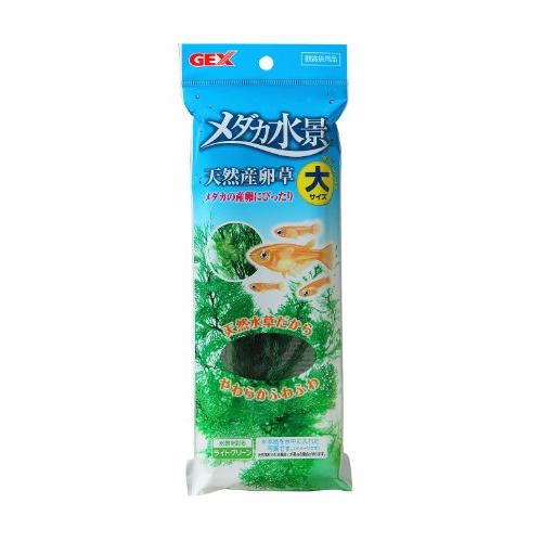 ジェックス GEX メダカ元気 メダカ水景 天然産卵草 大 : セレクトショップSakura - 通販 - Yahoo!ショッピング