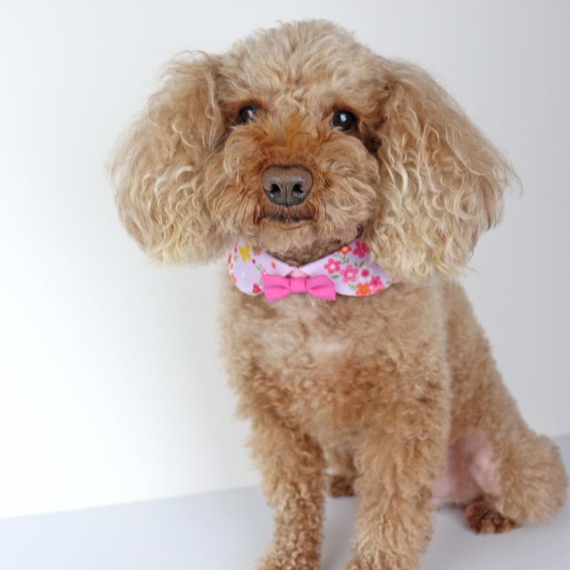 犬 付けえり 丸えり 桜ちょうちょ 襟 衿 春 夏 チョーカー 猫 ペット 首輪 ドッグウェア ハンドメイド 受注制作 : 犬の服 ...