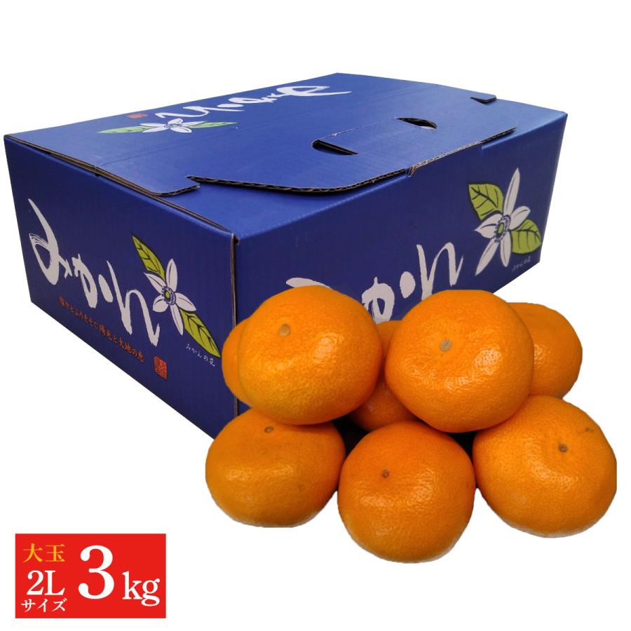 熊本産 みかん3kg 2Lサイズ 送料無料 贈り物 ご贈答 お取り寄せ ご家庭用 みかん : 鮮ど市場 - 通販 - Yahoo!ショッピング