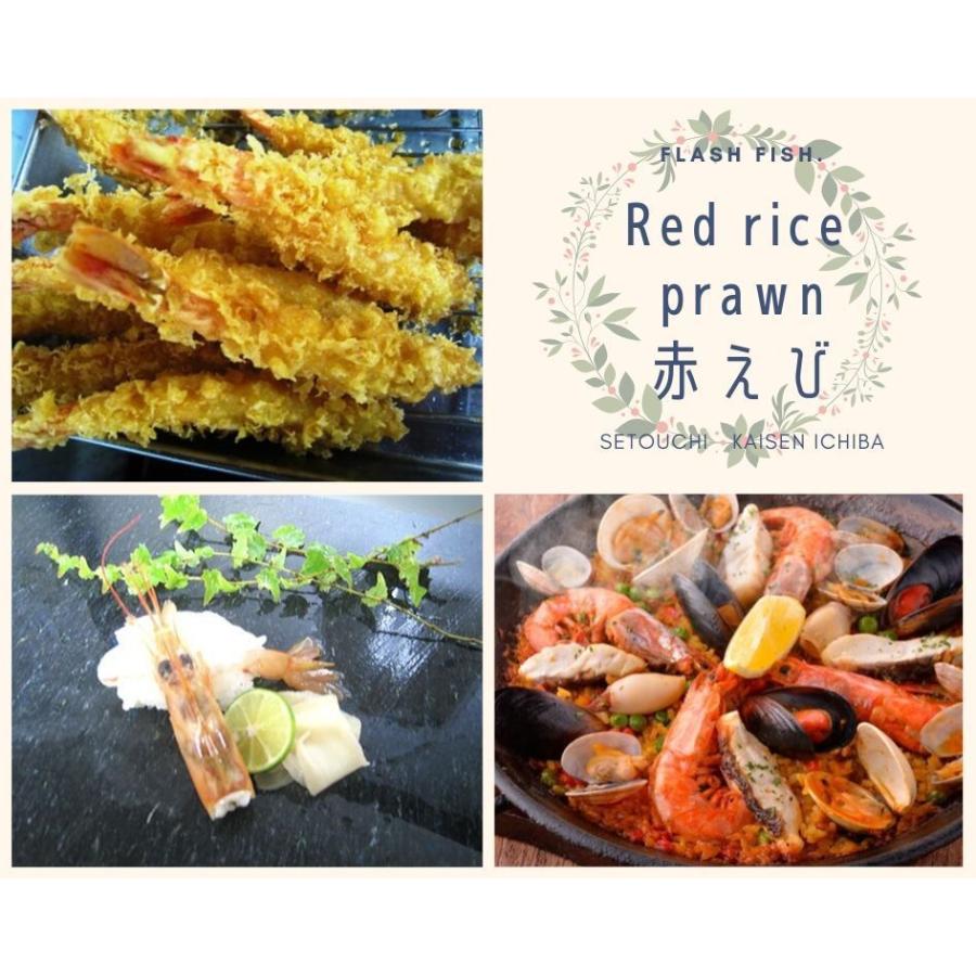 底値即決訳あり特価!!大好評！ お刺身用赤エビ中サイズ L2 : 瀬戸内海鮮市場Yショッピング店 - 通販 - Yahoo!ショッピング