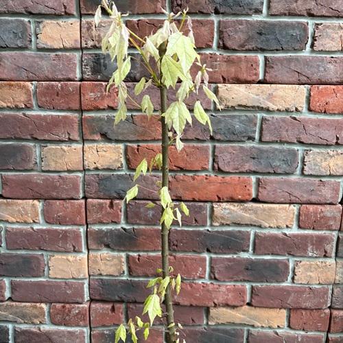 メイプルレインボー カエデ 花散里 苗木 接木1年生苗 庭木 シンボルツリー : エスフルール - 通販 - Yahoo!ショッピング