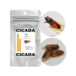 【今話題?】昆虫食 乾燥セミ(ブラックペッパー味)(Dried Cicada) : しゃちほこショッピング Yahoo!店 - 通販 - Yahoo!ショッピング