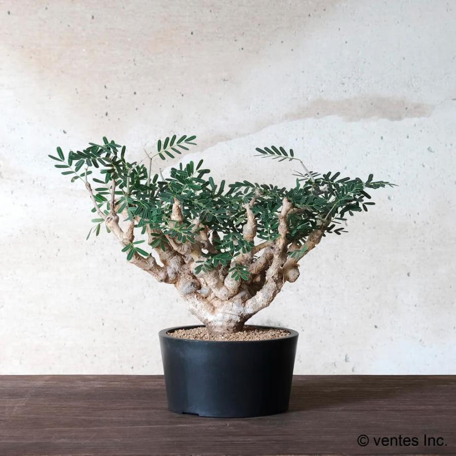 Maceta PlasticPot／BasicLow【Size5】Φ124mm×H66mm 内径111mm マセタ プラ鉢 植木鉢 黒 マット 艶消し 排水性 おしゃれ 室内 浅鉢 4号 実生 ...