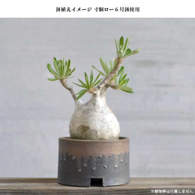 KAMIYAMA ZUNDO LOW POT【金彩 4号LOW】11cm×8.5cm かみ山陶器 植木鉢 寸胴 ロー 信楽焼 浅鉢 底穴大きい おしゃれ かっこいい アガベ コーデックス ...