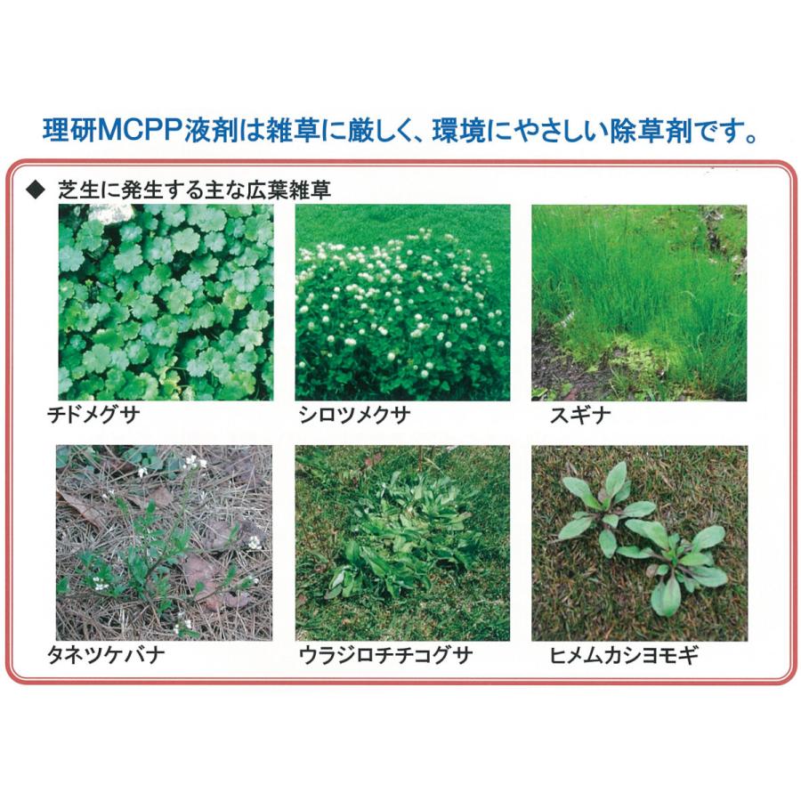 芝用 除草剤 MCPP液剤 500ml 芝生 雑草 対策 日本芝 ブルーグラス クローバー スギナ : 5510018 : 芝草ドットコム商店 - 通販 - Yahoo!ショッピング
