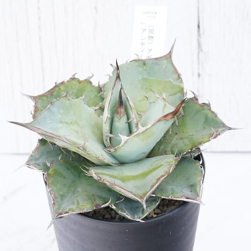 《現物》アガベ・チタノタ「ブルー」アンティーク 特選株 No.1809 3号 : garden-1809 : 四国ガーデン - 通販 - Yahoo!ショッピング