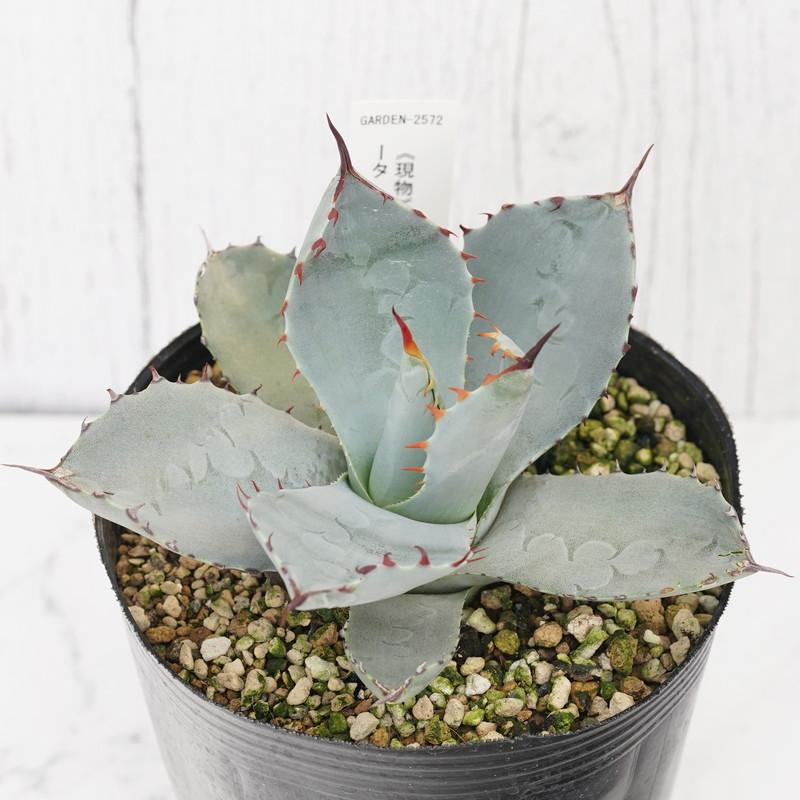 《現物》アガベ・パリー・トルンカータ 特選株 No.2572 4号 : garden-2572 : 四国ガーデン - 通販 - Yahoo ...