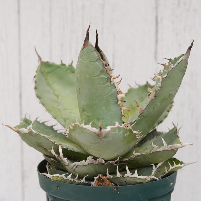 《現物・傷あり》アガベ・オテロイ 特選株 No.2795 5号 : garden-2795 : 四国ガーデン - 通販 - Yahoo!ショッピング