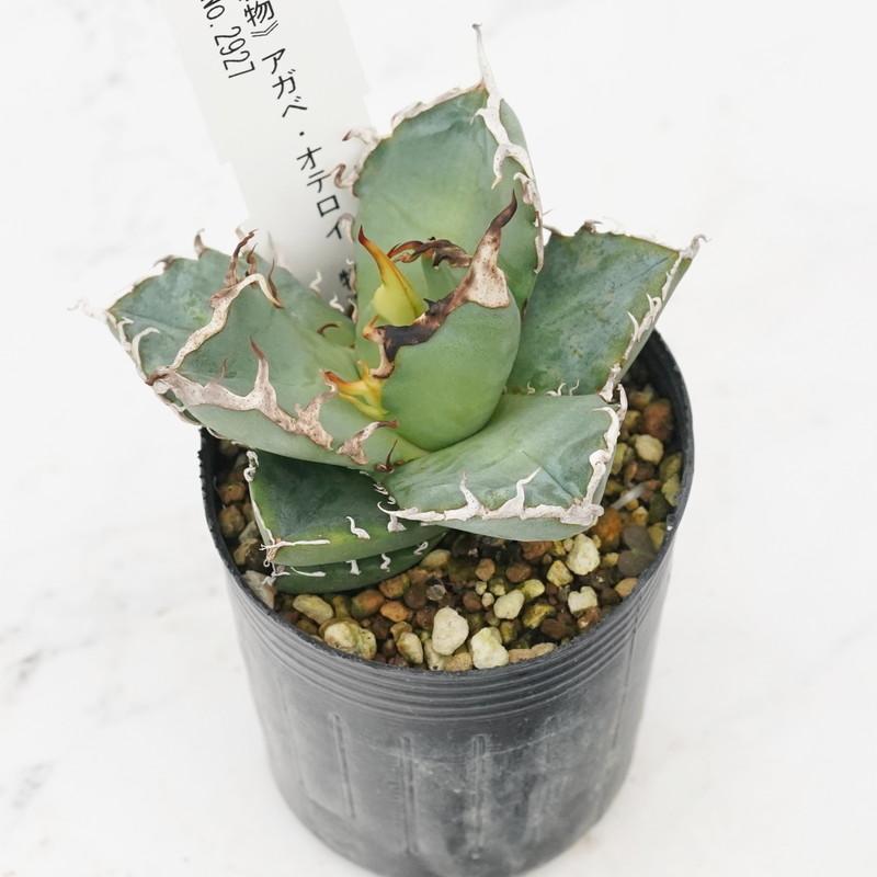 《現物》アガベ・オテロイ ワイルドスパイン 特選極上株 No.2927 2号 : garden-2927 : 四国ガーデン - 通販 - Yahoo!ショッピング